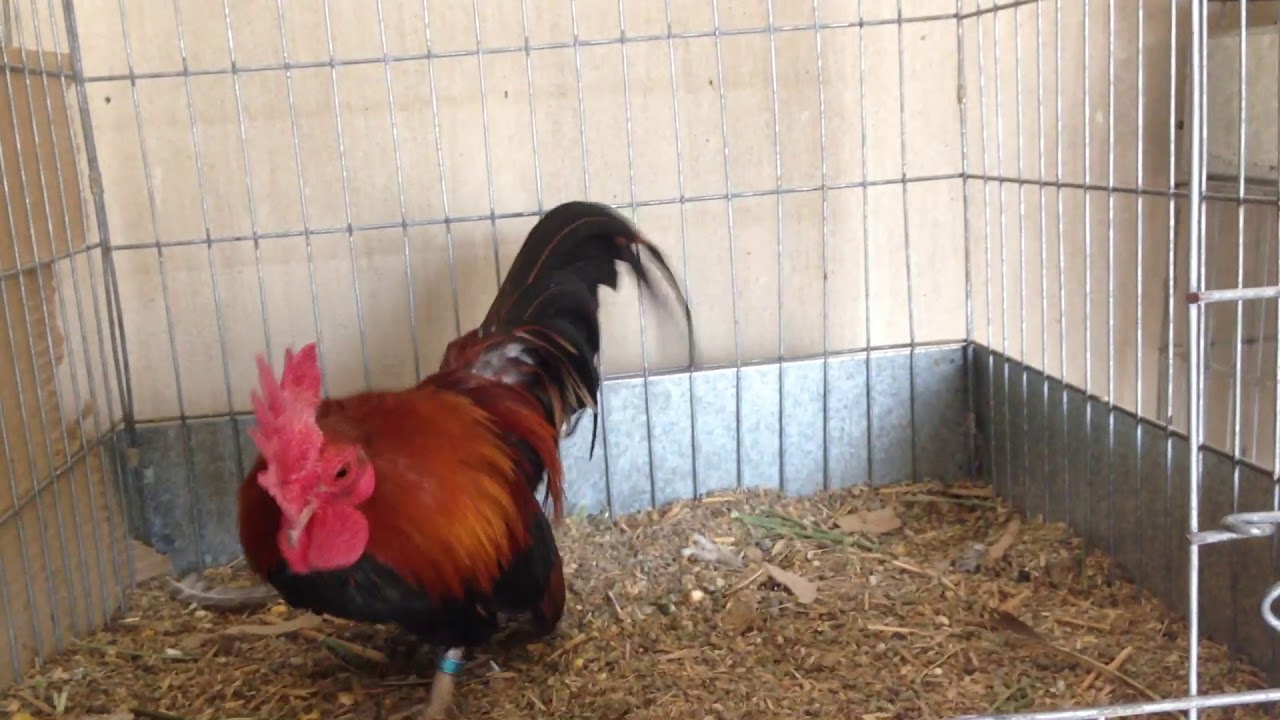 Gallo miniatura Azteca semental del 2016 color Alimonado - YouTube