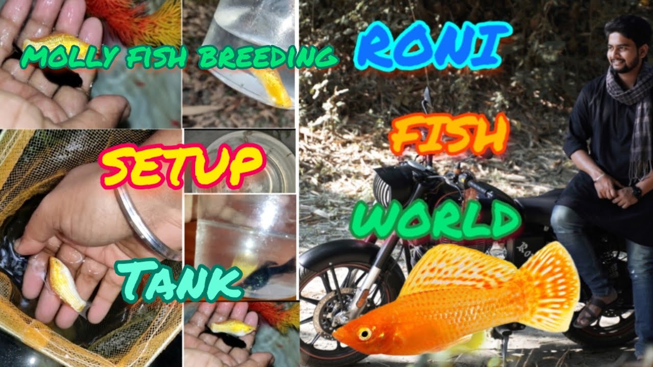 molly fish breeding tank setup //molly breeding tutorial... #mollyfish ...