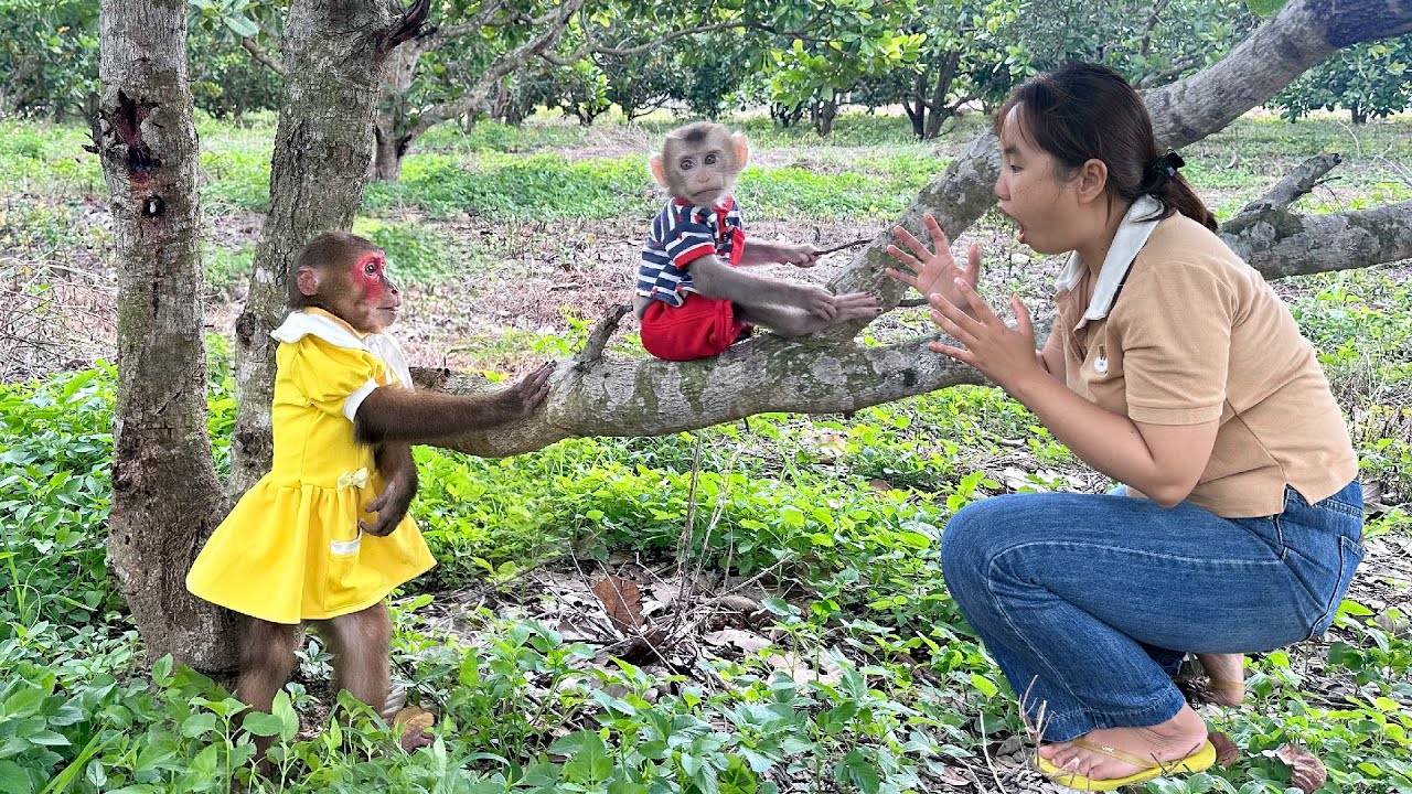 Baby monkey Mon busy playing in the garden makes the whole family ...