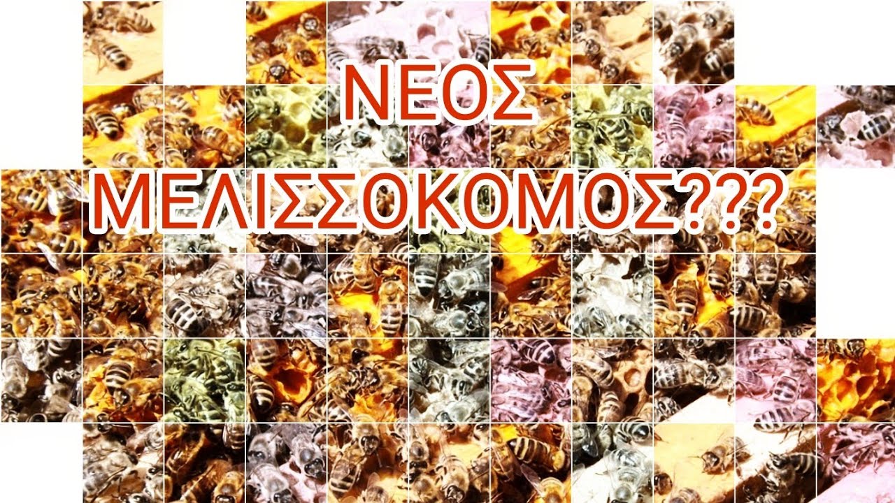 Νεος μελισσοκομος ..to bee...or not to bee... - YouTube