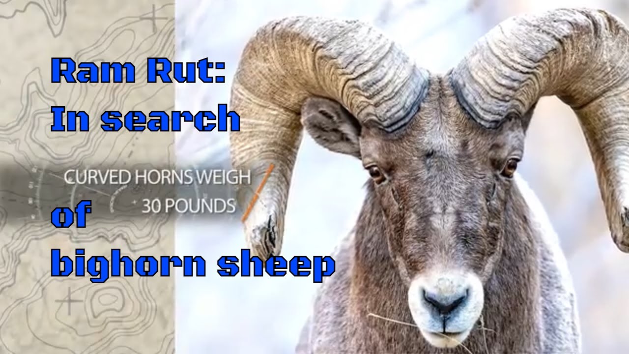Colorado Ram Rut - YouTube