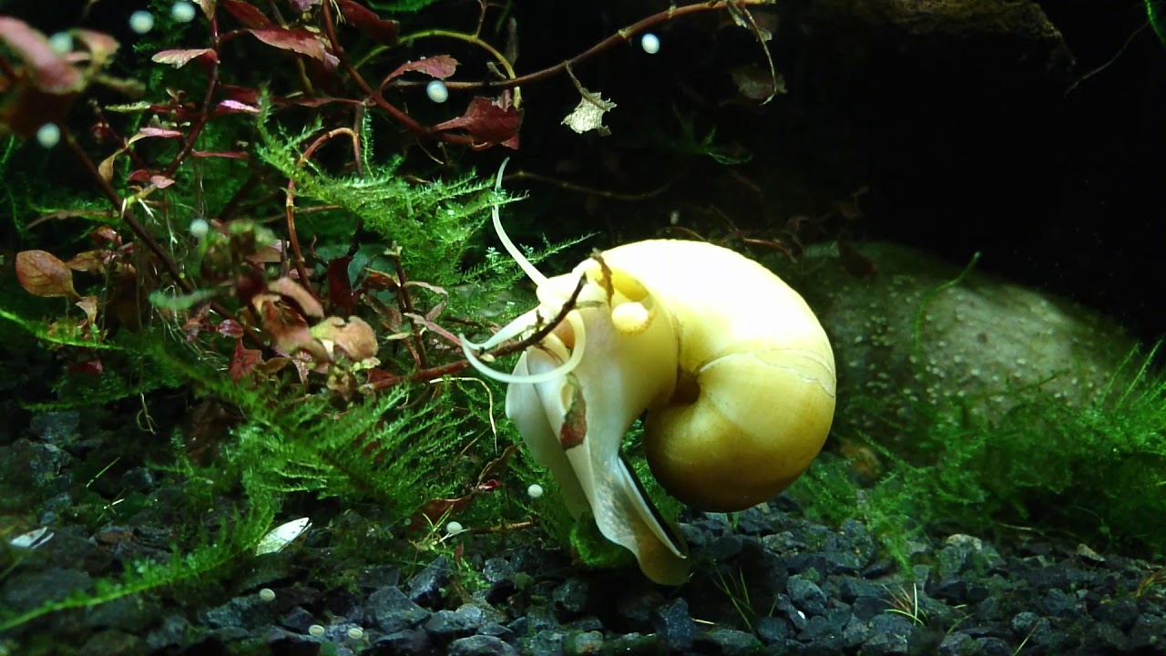 Ampularia, Bystrzyk Amandy, Razbora Maculata, Red Cherry, Helmety, diy ...