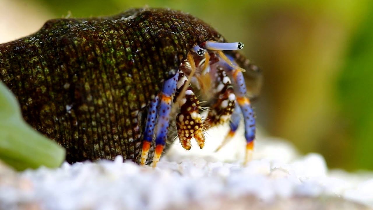 Blue crab legs - afrijulu