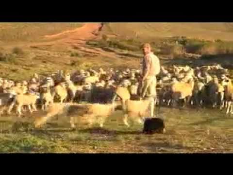 Trailer of the Sheepdog training and information DVD by Faansie Basson ...