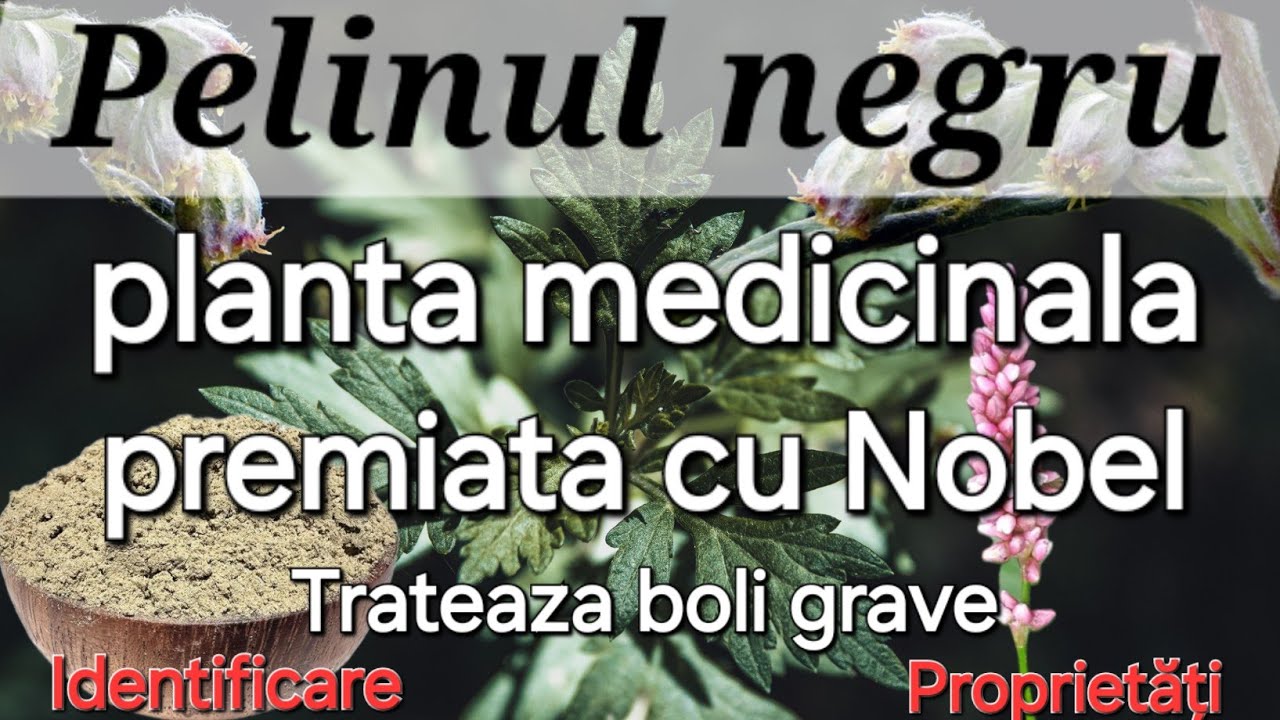 Pelinul - Planta medicinala premiata /Anticancerigen/Recunoscuta ca ...