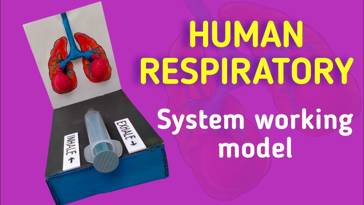 Science project Respiratory system working model / lungs model with ...