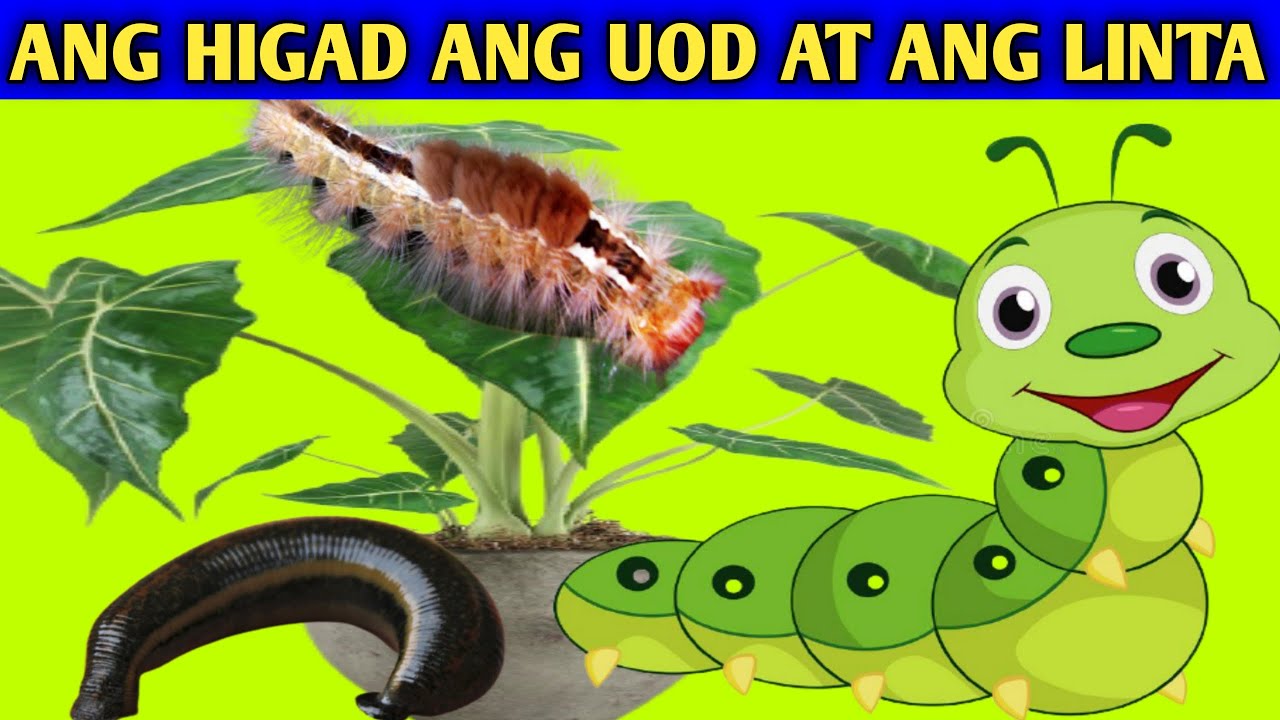 ANG HIGAD ANG UOD AT ANG LINTA | KWENTONG PAMBATA | Salve Malaya - YouTube