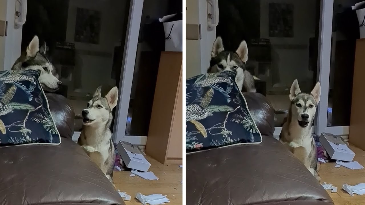 Defiant husky totally mocks owner's laugh #Shorts - YouTube