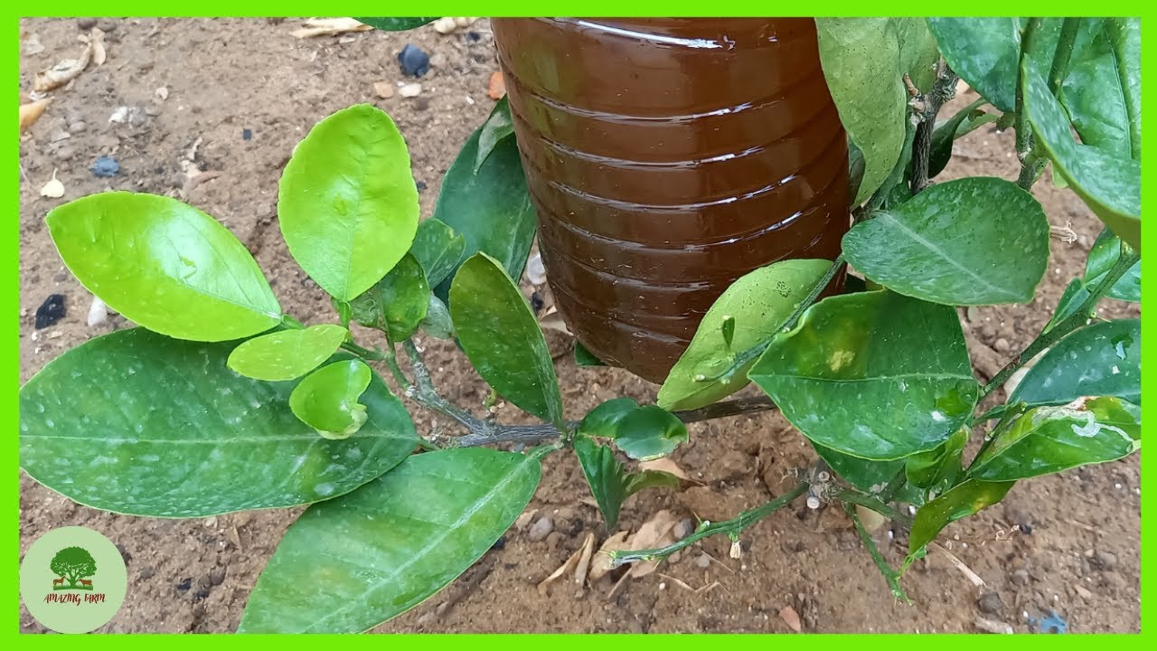 Say Goodbye to Garden Pests:Tips for Soil Health & Protection - YouTube