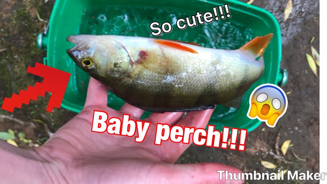 Lure fishing for small perch in tiny creek uk!!! - YouTube