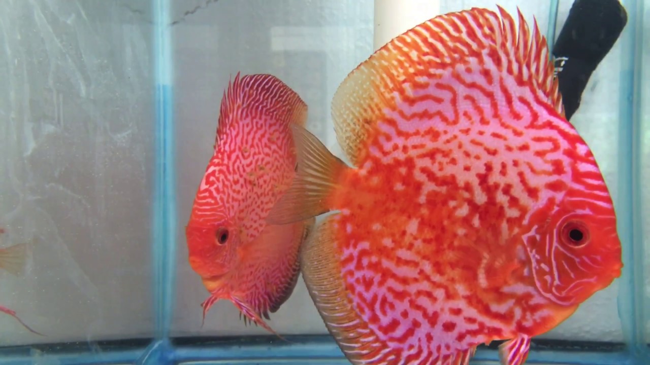 Super Pigeon Snakeskin Discus Breeding Pair With Fry - YouTube