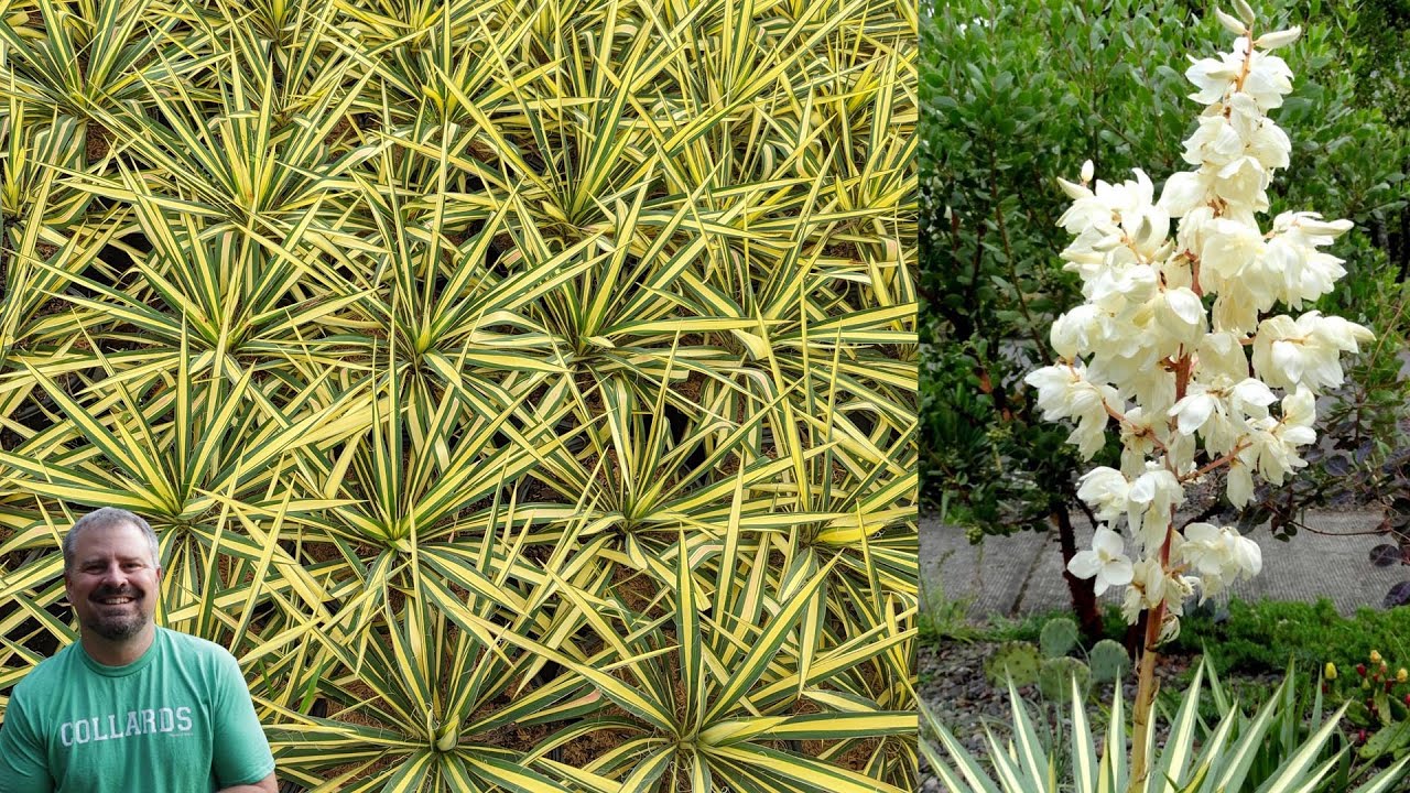 Winter Interest Container Planting - ‘Color Guard’ Yucca + Daffodils ...