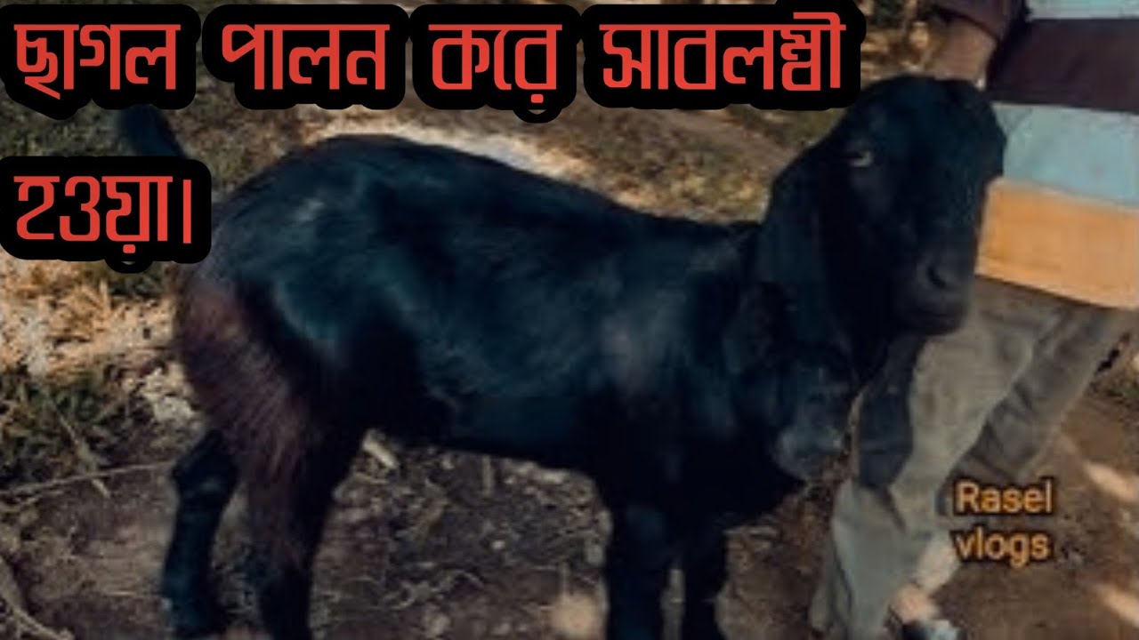 Being independent by rearing goats।। Bangladeshi goats|| ছাগল পালন করে ...