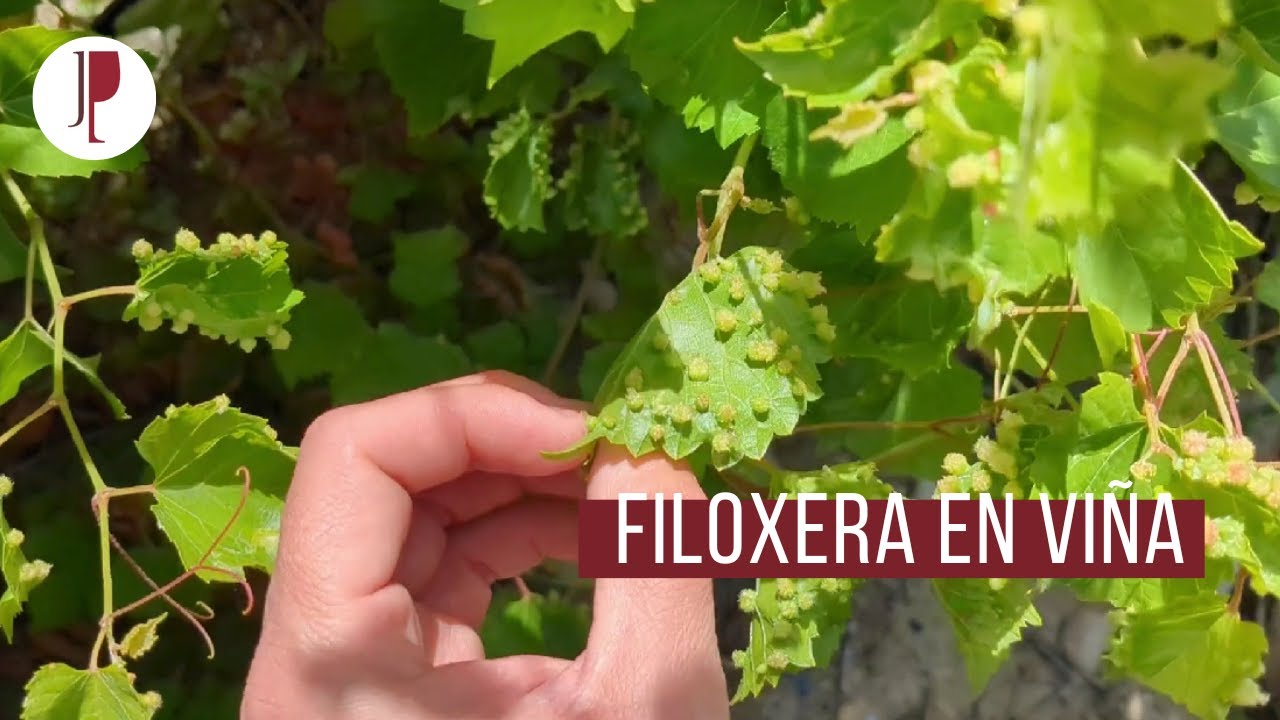 Filoxera en viña - YouTube
