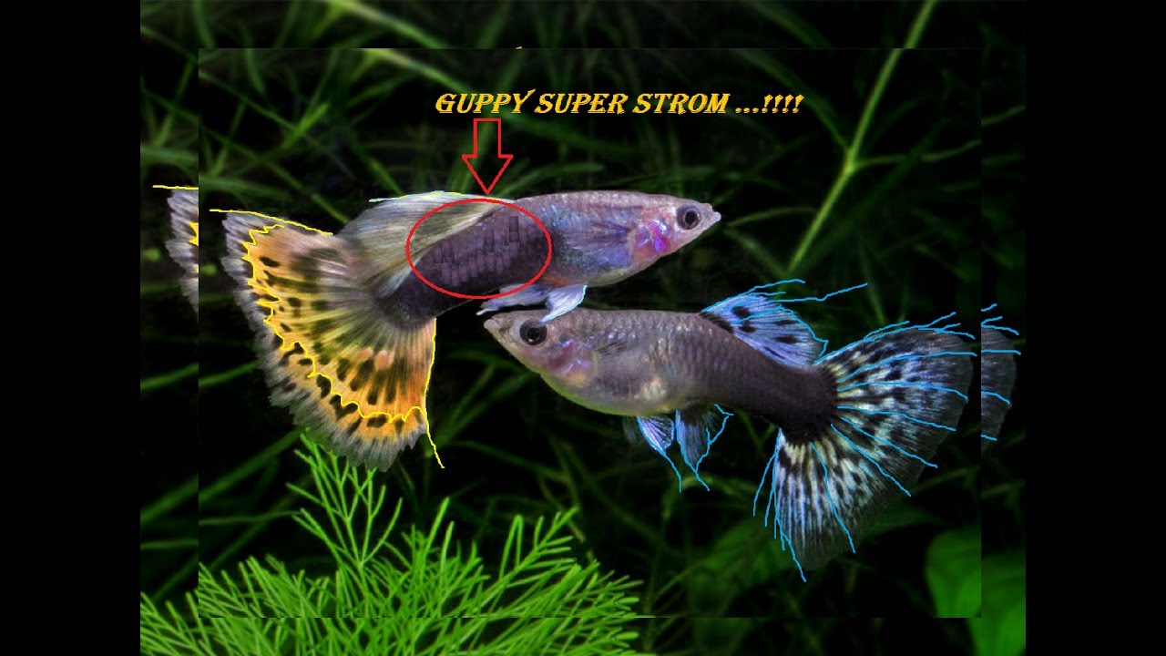 Ikan Guppy SUPER STROM - YouTube