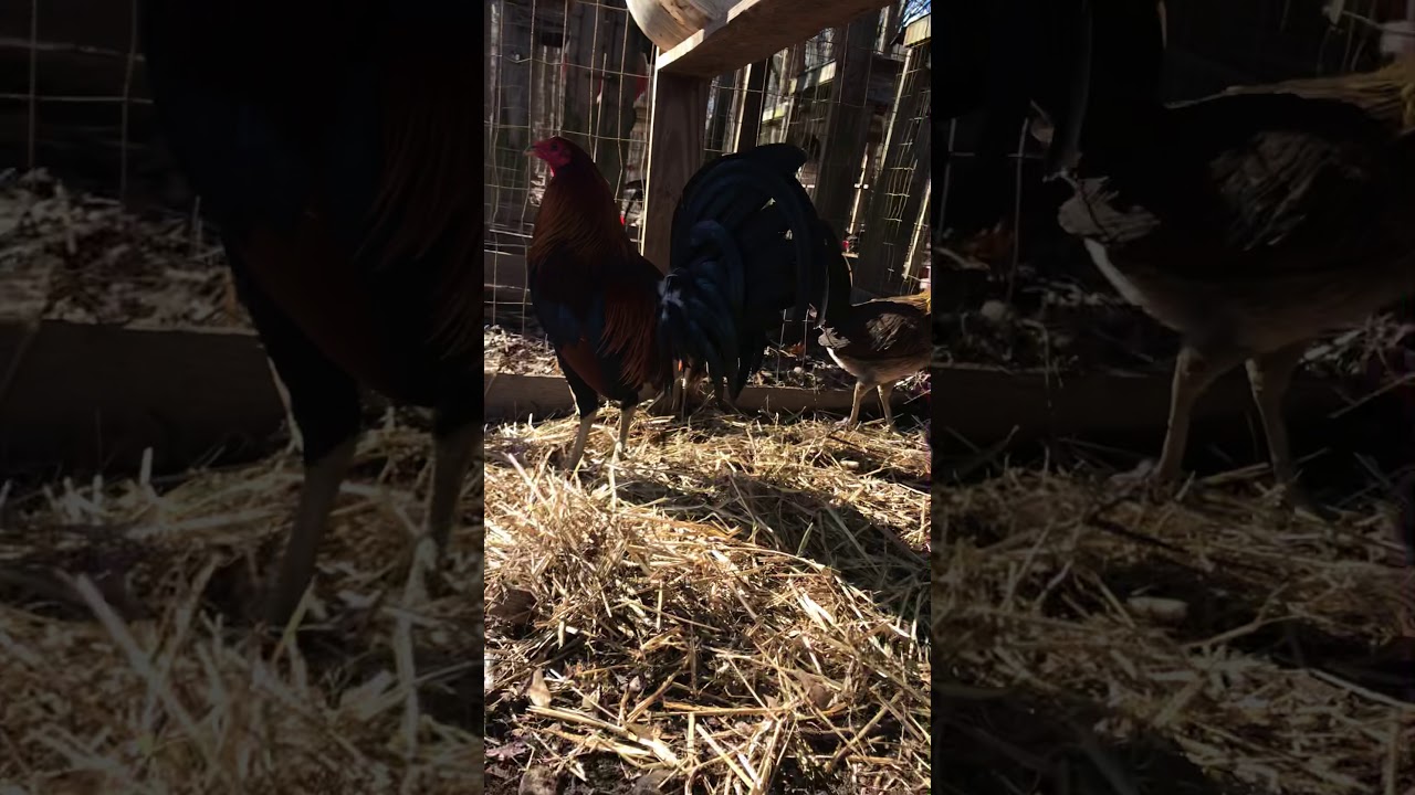 Pure McLean hatch - YouTube