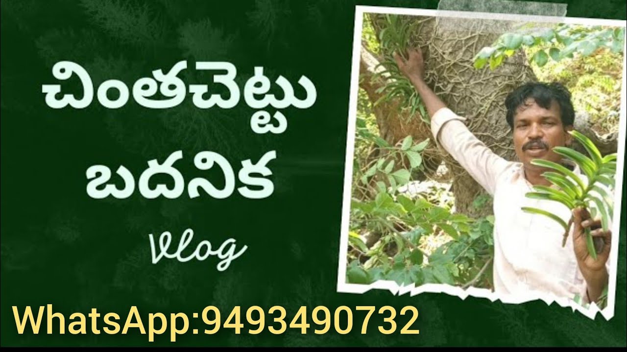 చింతచెట్టు బదనిక గురించి//chinta chettu badanika //WhatsApp:9493490732 ...
