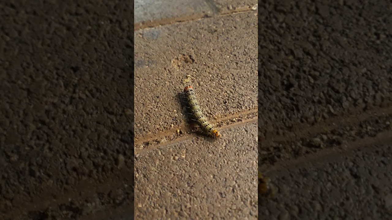 Caterpillar dance - YouTube