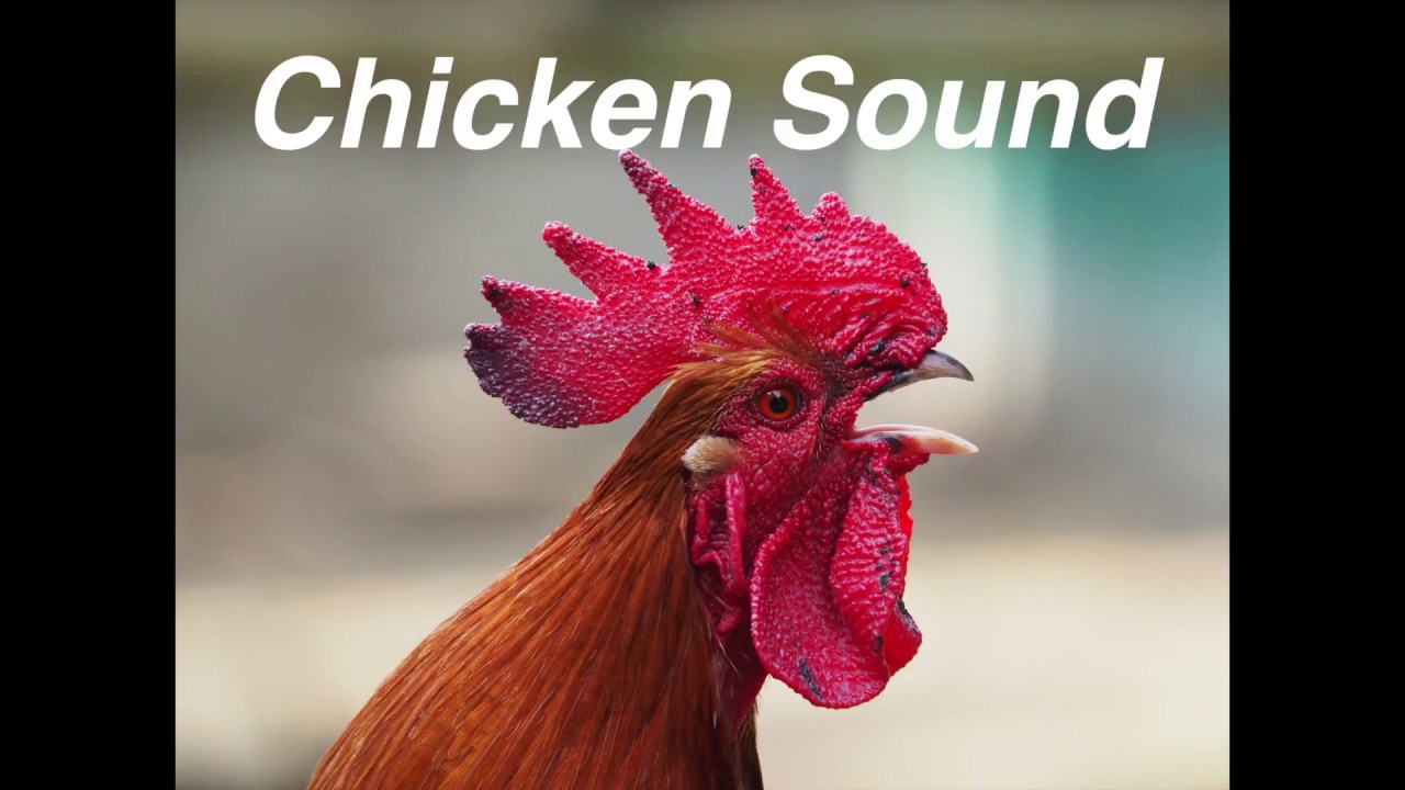 Chicken Sounds Graceapo chicken-sounds-graceapo