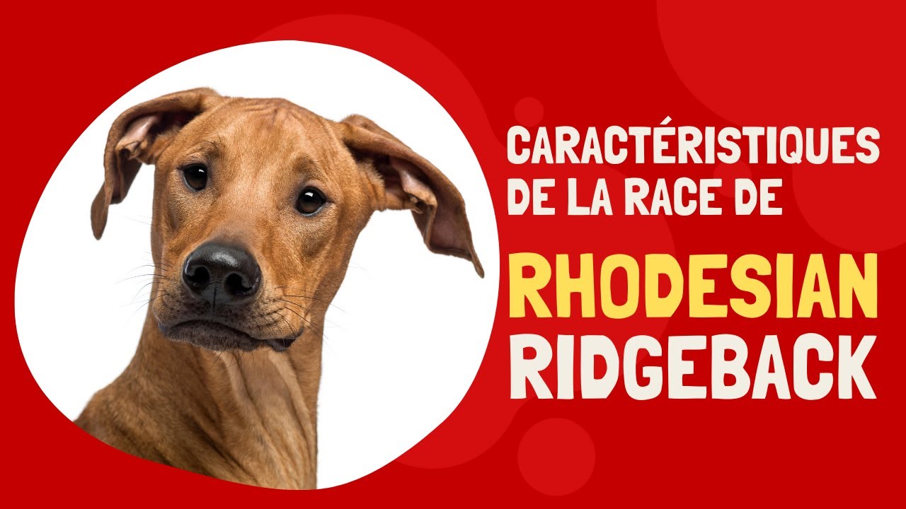 Caractéristiques De La Race De Rhodesian Ridgeback 🐶 - YouTube