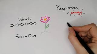 Why plants use glucose