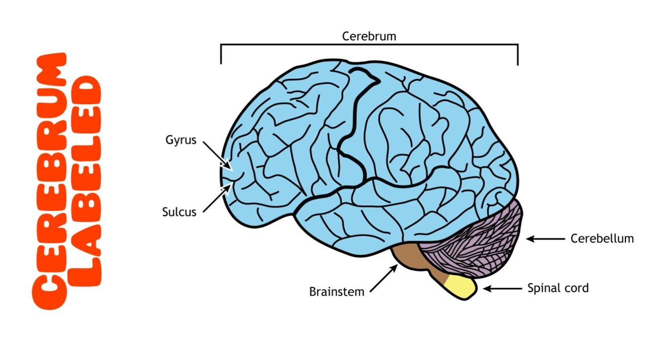 Cerebrum Labeled model 3D - YouTube