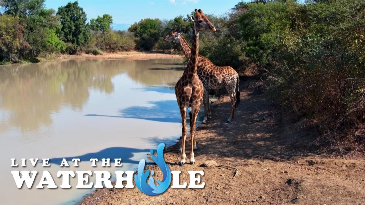 Live At The Waterhole - 27 May, 2024 - YouTube