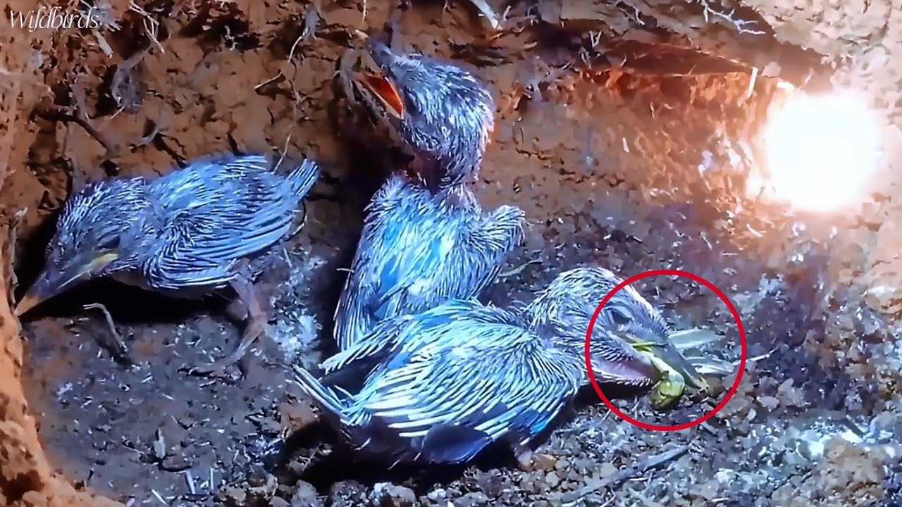 This baby bird is eating a praying mantis - YouTube