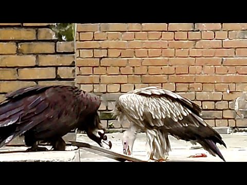Cinereous Vulture Eating Raw Meat - YouTube