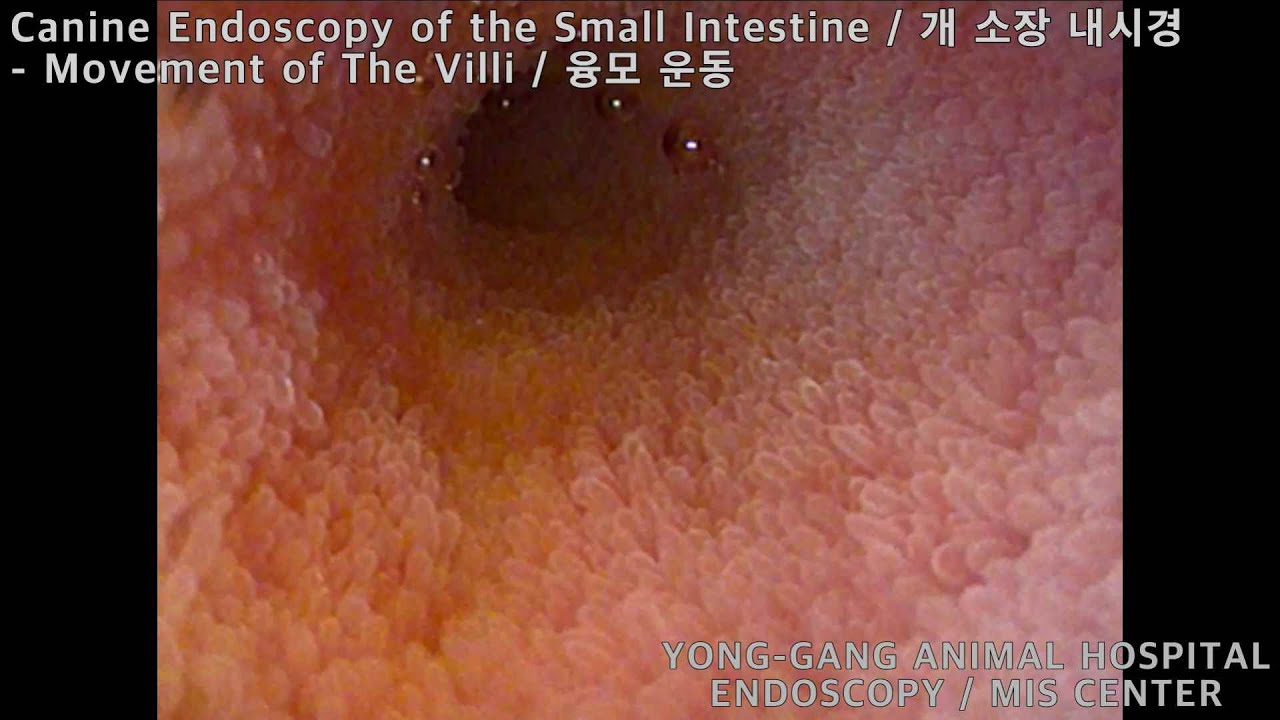 [용강동물병원] Canine Endoscopy of the Small Intestine 개 소장 내시경 - YouTube