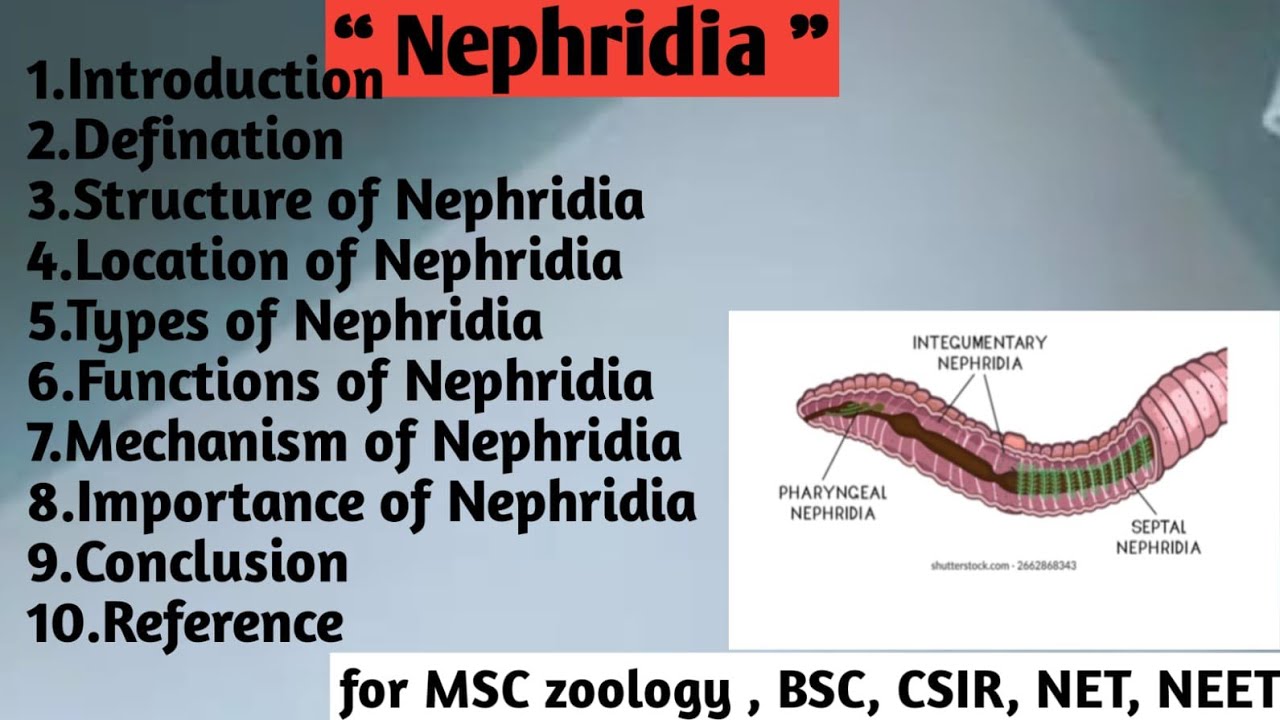 Nephridia | Structure | Location | Types | Function | Mechanism ...