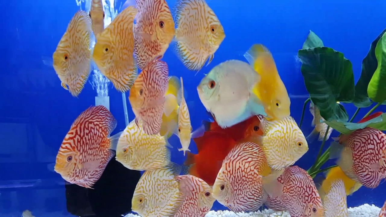 Discusman.ca discus for sale shipment 1/24/17 - YouTube