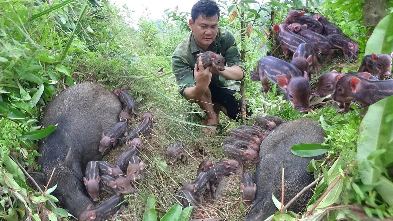 The best videos about wild boars giving birth in the forest that you ...