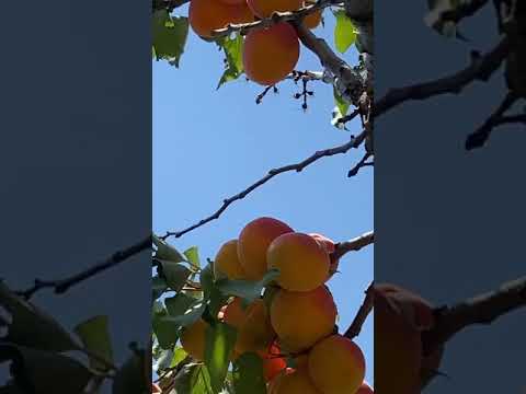 Olgunlaşan her şey..