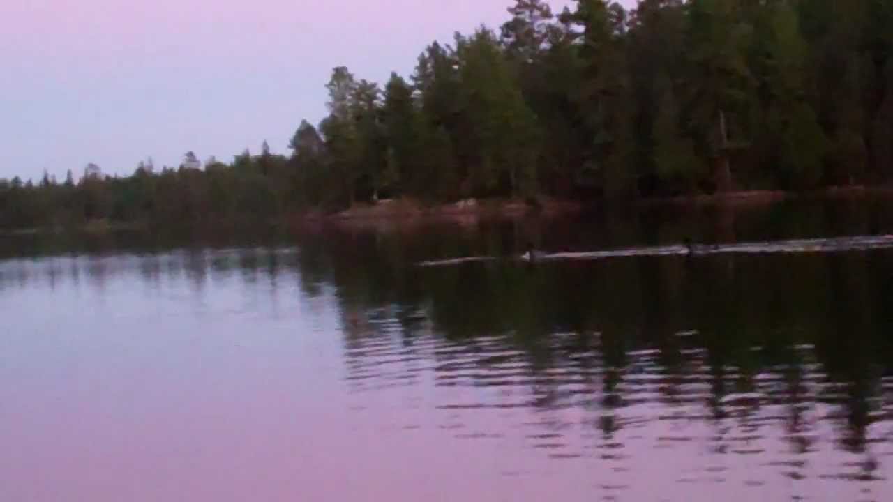 Camp Wanapitei Trip Group encounters a Loon Family - August 2011 - YouTube