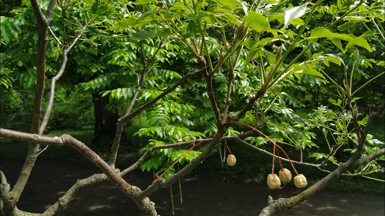 Chinaberry (Melia azedarach) toxic or edible? - YouTube