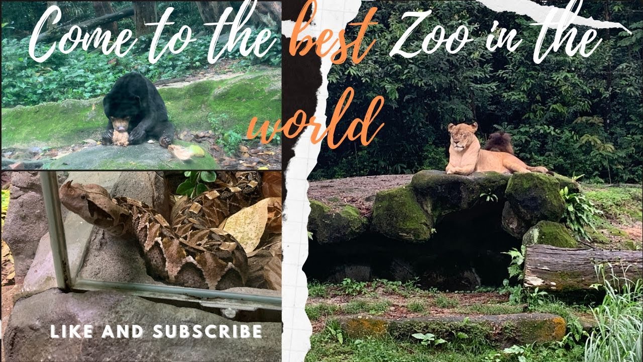 We went to Singapore Zoo and got stuck in rain :( - YouTube