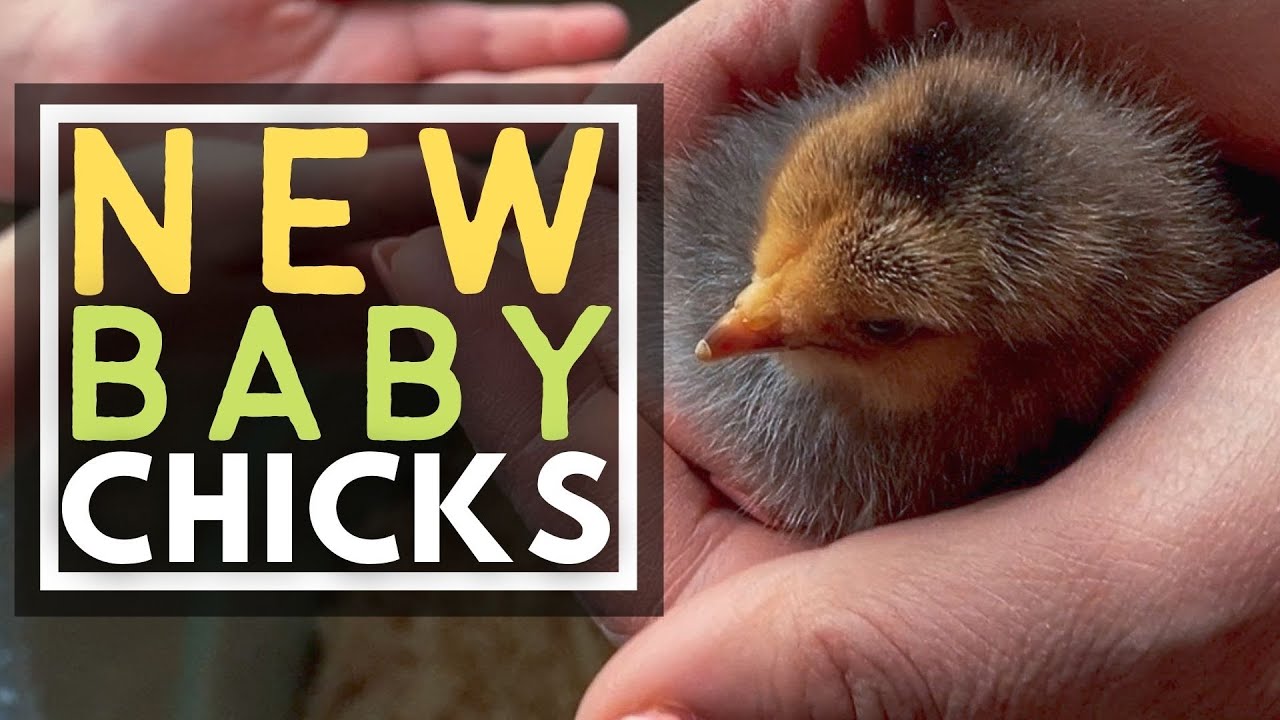 GETTING NEW CHICKS & SETTING UP THE STOCK TANK BROODER | What do you ...