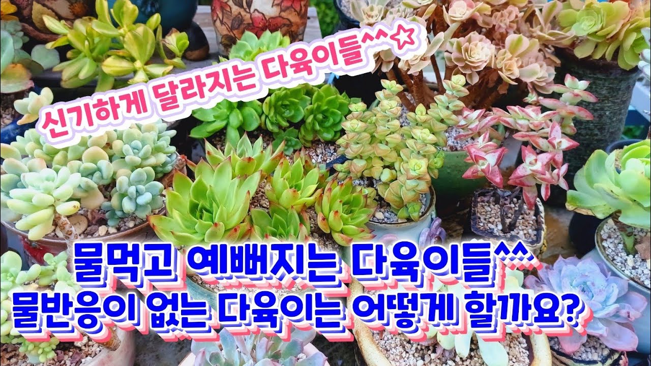 물반응이 없는 다육이는 어떻게 하면 될까요 물잘먹은 다육이는 놀랍게 변하고 있네요 Youtube