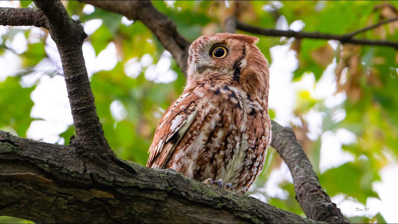 Eastern Screech Owl Flight - YouTube