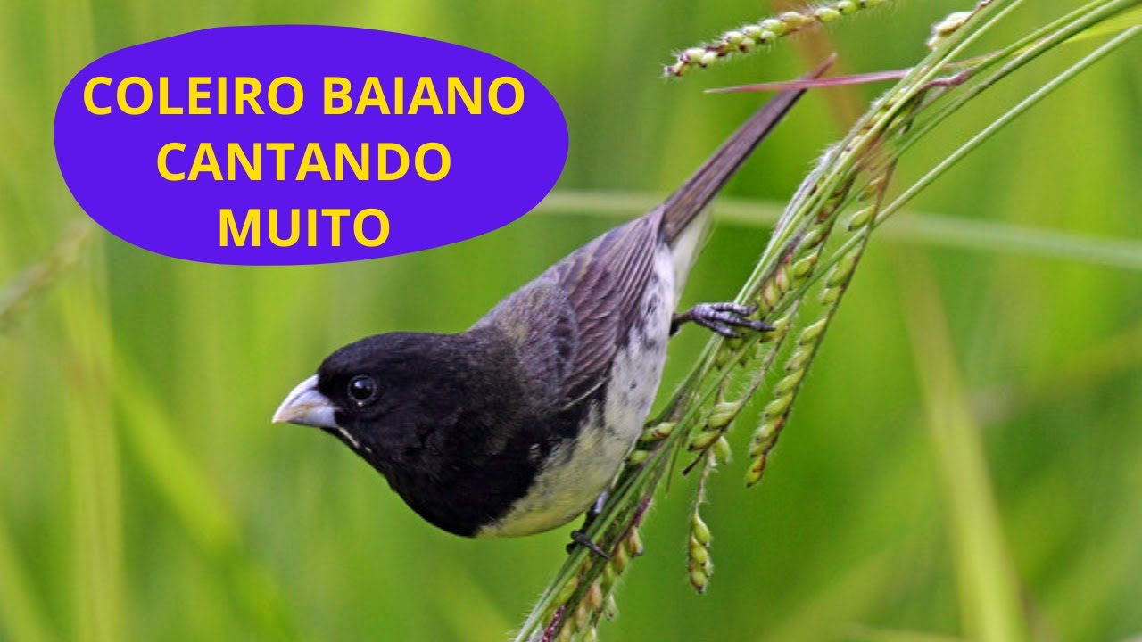 CANTO PURO ORIGINAL COLEIRO BAIANO CANTANDO MUITO PARA ENCARTE - YouTube