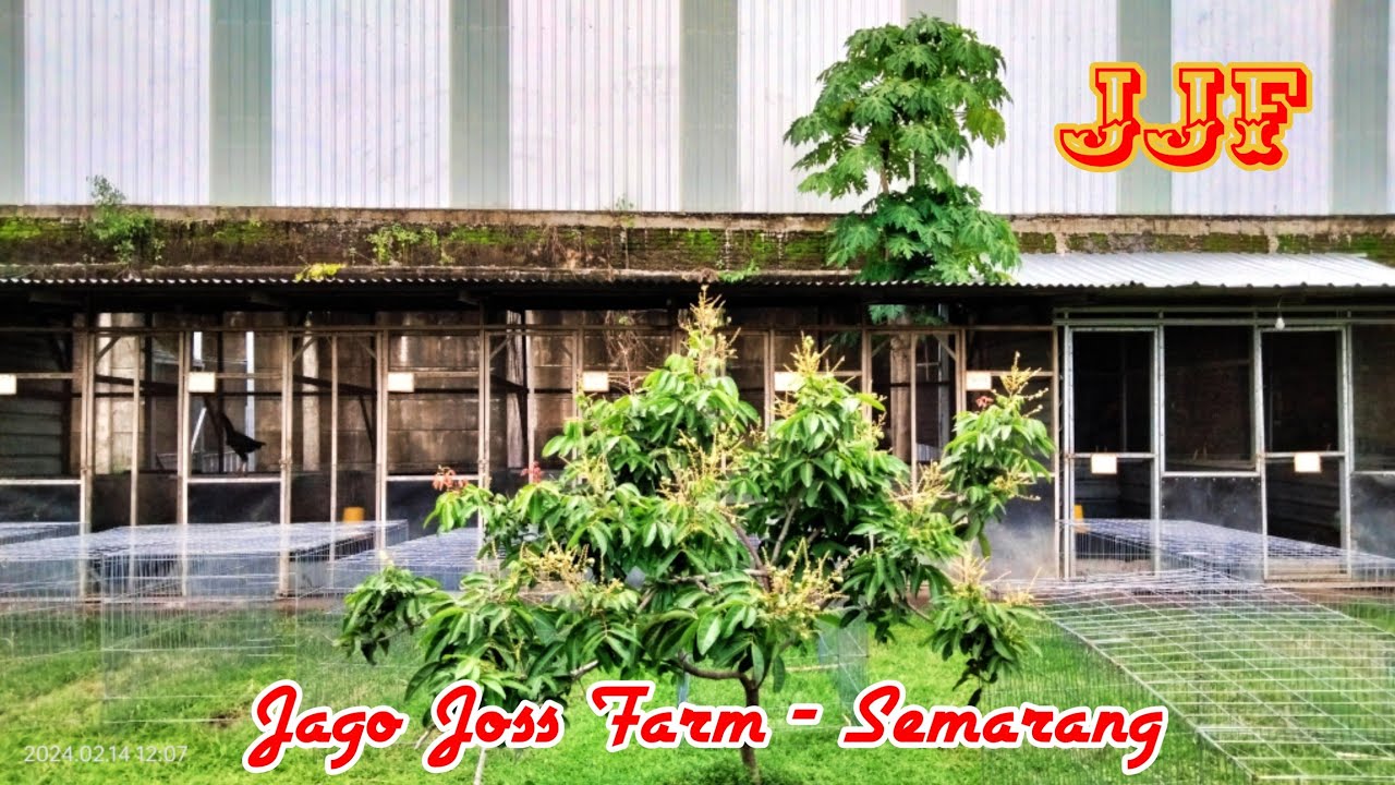 Update L4ncur4n di Jago Joss Farm Semarang - YouTube