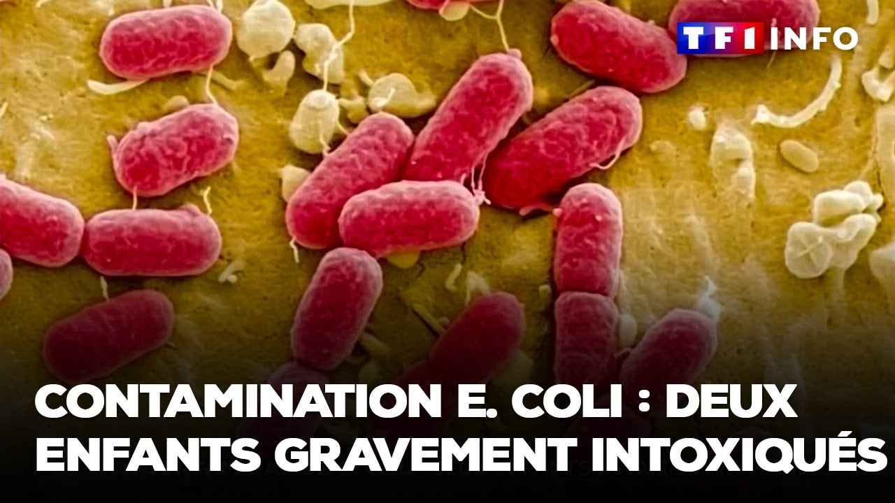 Bactérie E.Coli : deux fillettes hospitalisées après avoir mangé du ...
