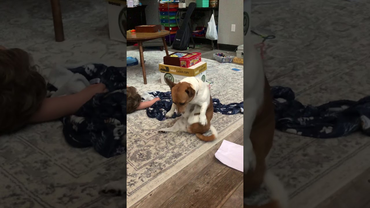 Dog sitting like a human scratching - YouTube