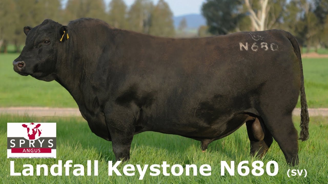 Sprys Angus Sire Landfall Keystone N680 TFAN680 - YouTube