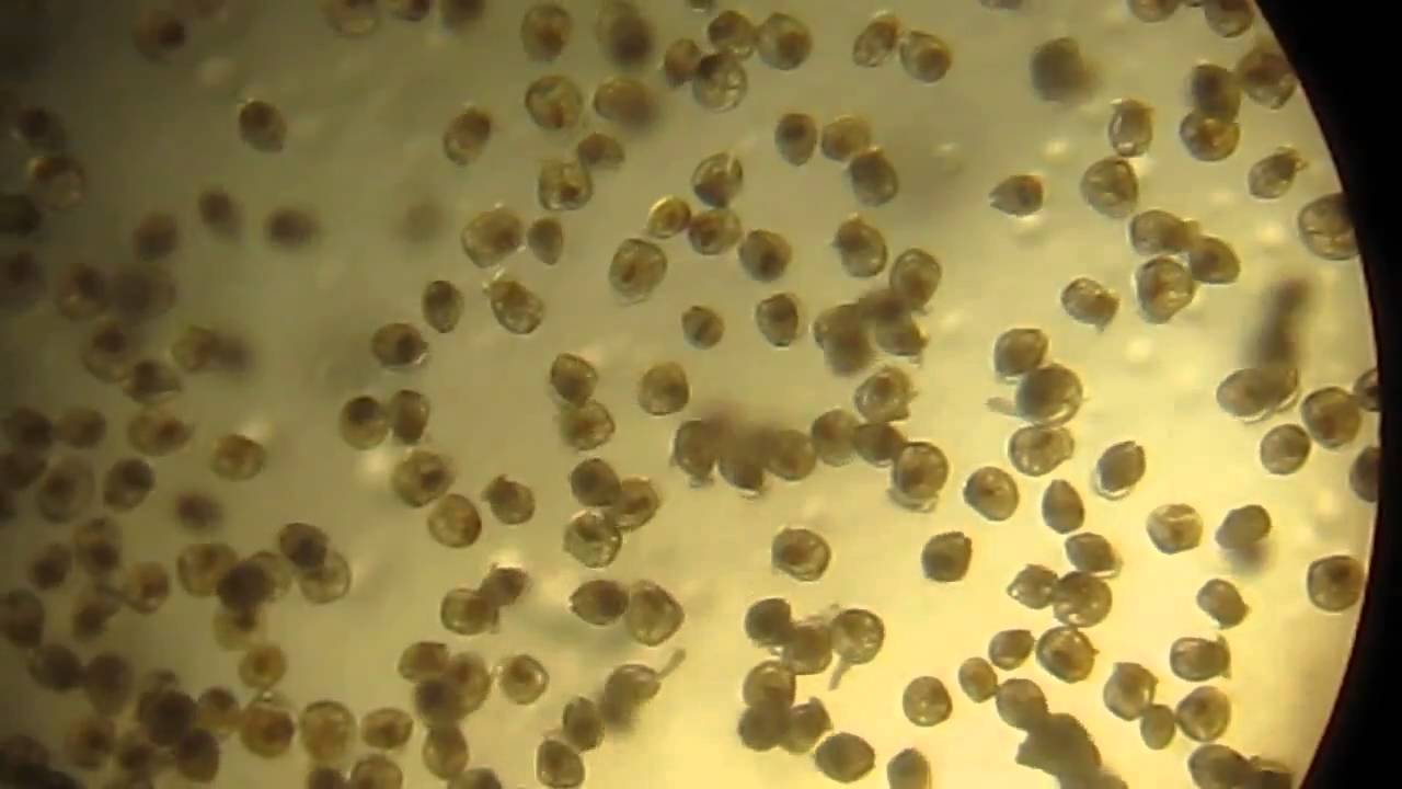 Oysters viewed through microscope - YouTube