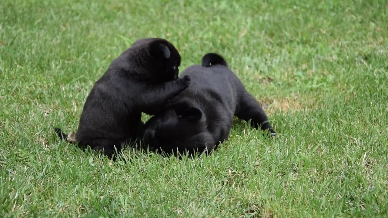 Espresso & Oreo - Pug Puppies for sale - YouTube