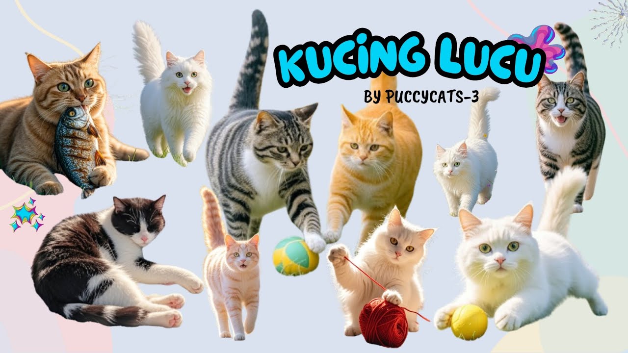 LAGU KUCING LUCU | Official Music Video - YouTube