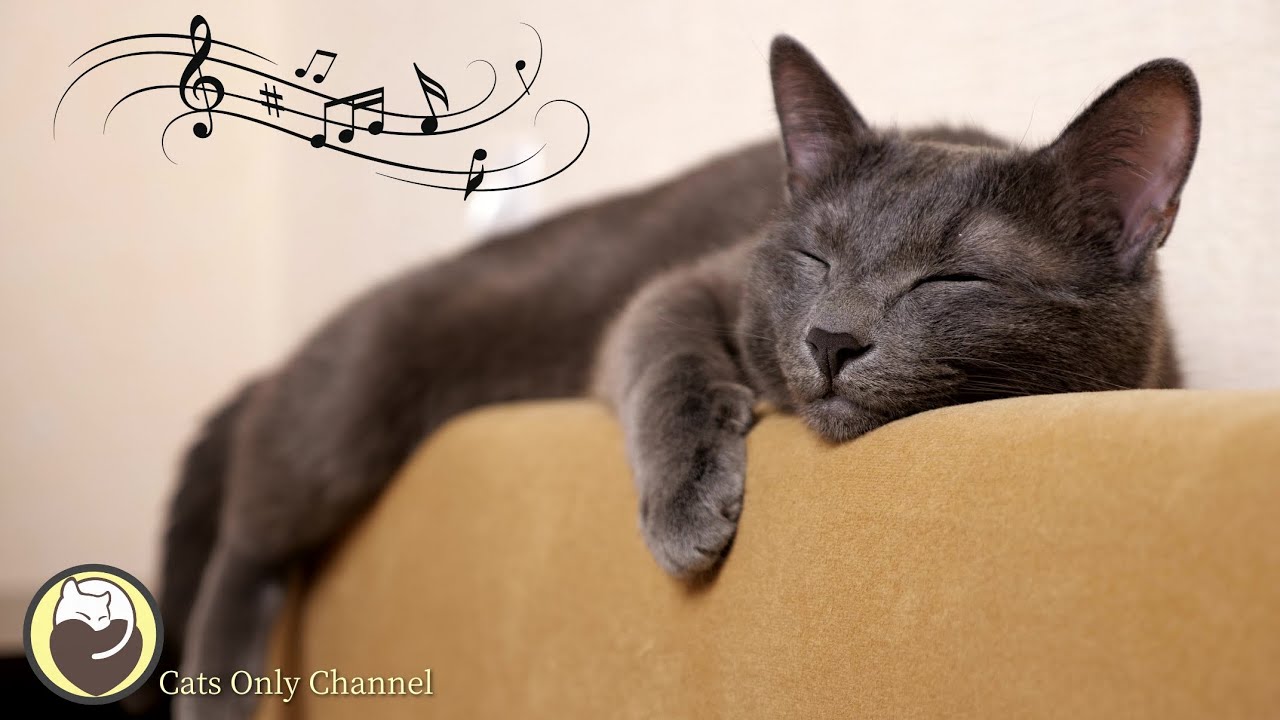 Music for Cats - Relaxing Harp Music with Cat Purring Sounds, Relief of ...