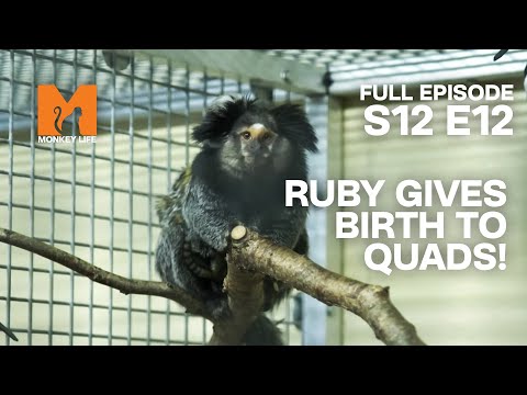 Marmoset Ruby Gives Birth To Quadruplets | Season 12 Episode 12 | Full Episode | Monkey Life